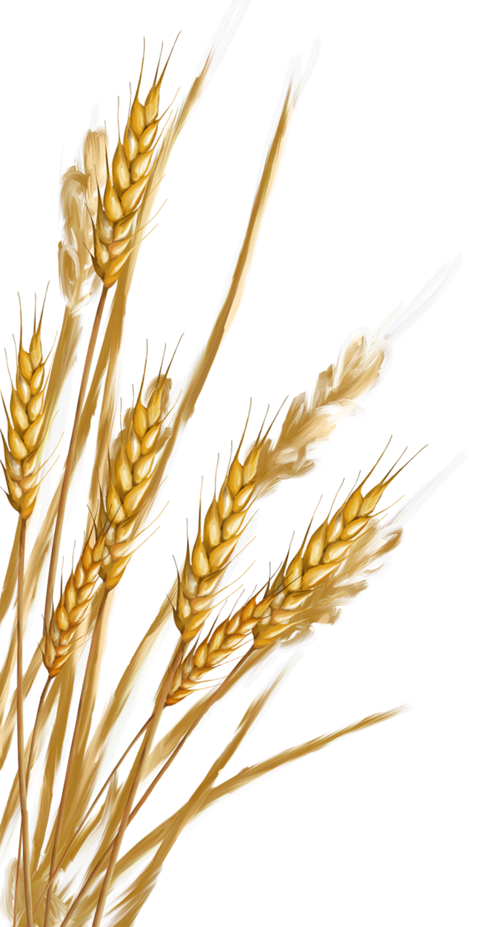 Country Joy - India's Leading FMCG Brand